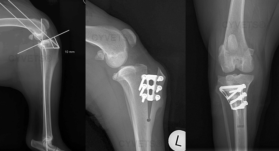 Cruciate ligament repair (TTA)